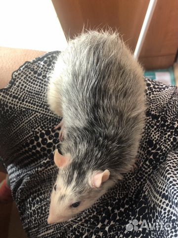 Крыса хаски