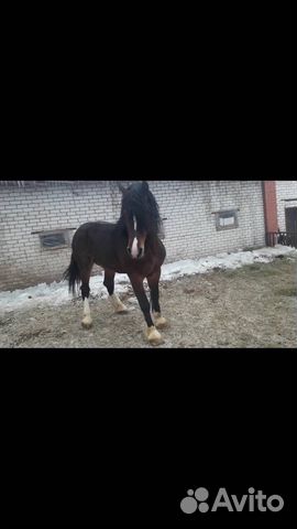 Владимирский жеребец