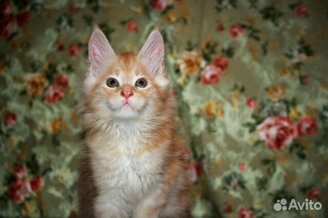 Мейн-кун супер мальчик Питомник