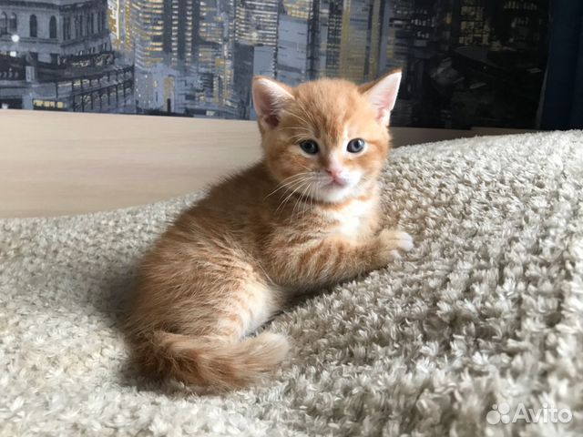 Котята рыжие(кремовые) шотландские мальчики
