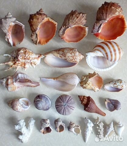 Морские раковины для аквариума