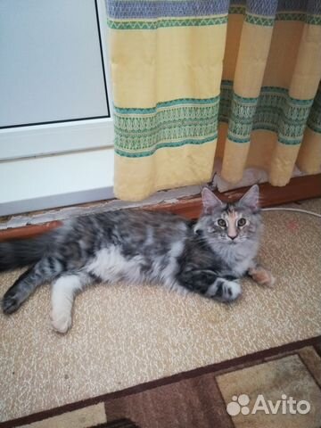 Пушистые антидепрессанты