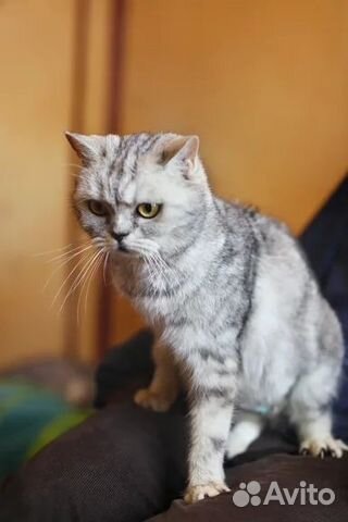 Отдам в добрые руки