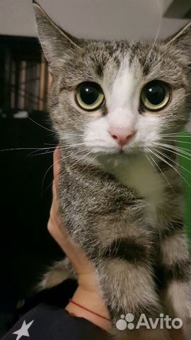 Котёнок в хорошие руки
