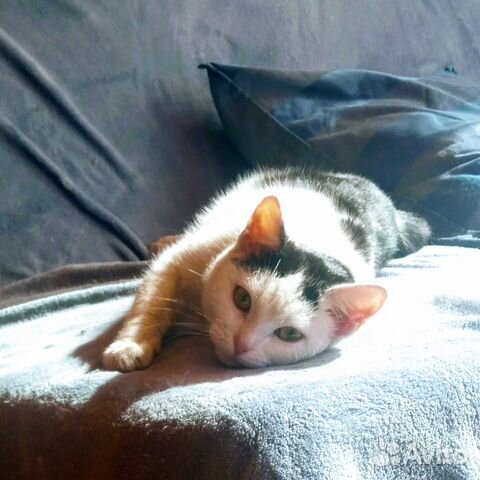 Котенок в добрые руки