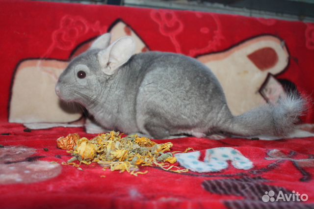 Шиншилла самец