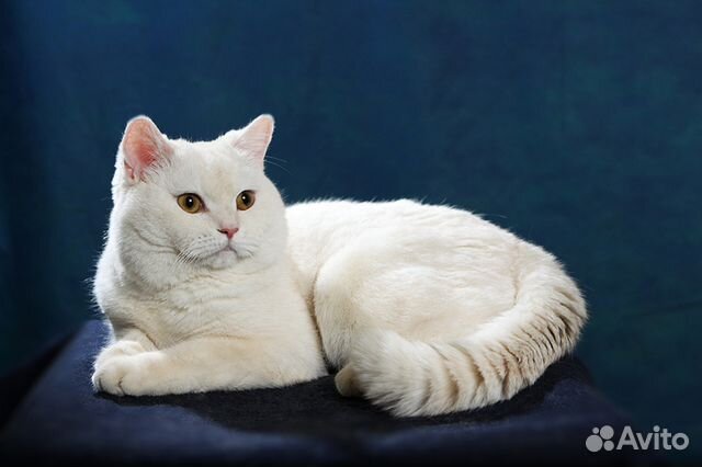 Роскошный британец