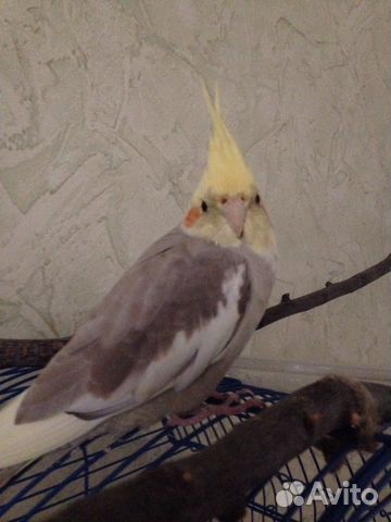 Самка корелла
