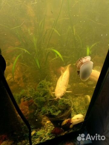 Обмен сомиков на рыбок