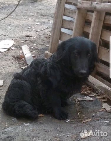 Помесь Спаниеля