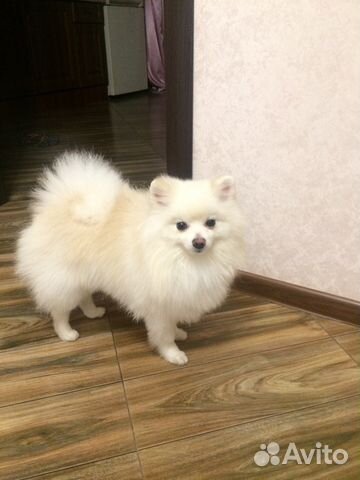 Вязка шпица