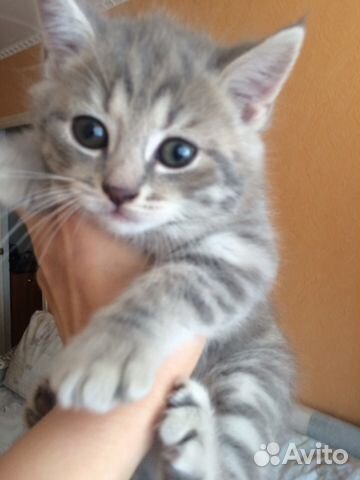 Британская малютка