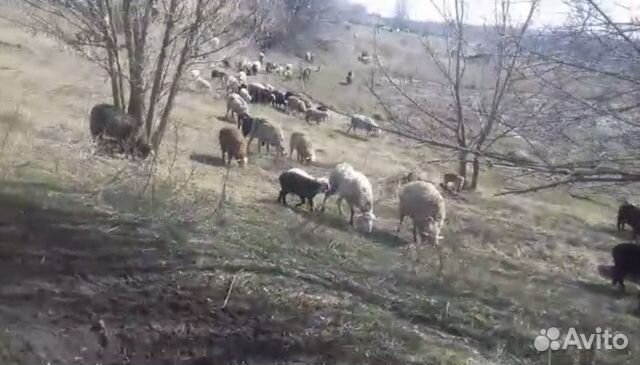 Баранина молодняк