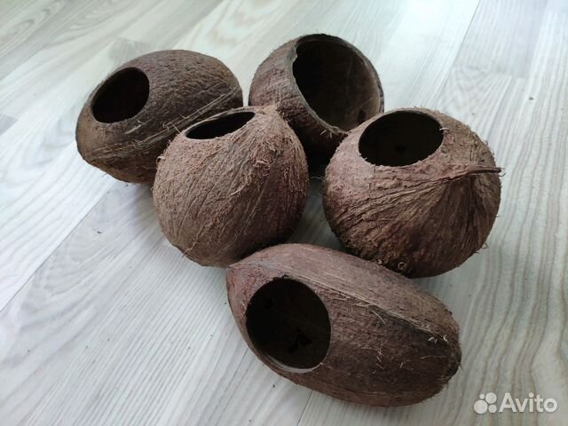 Кокос в аквариум. Дом для рыб