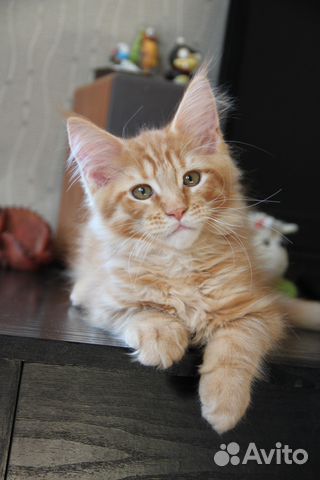 Рыжее чудо - котик мейн-кун