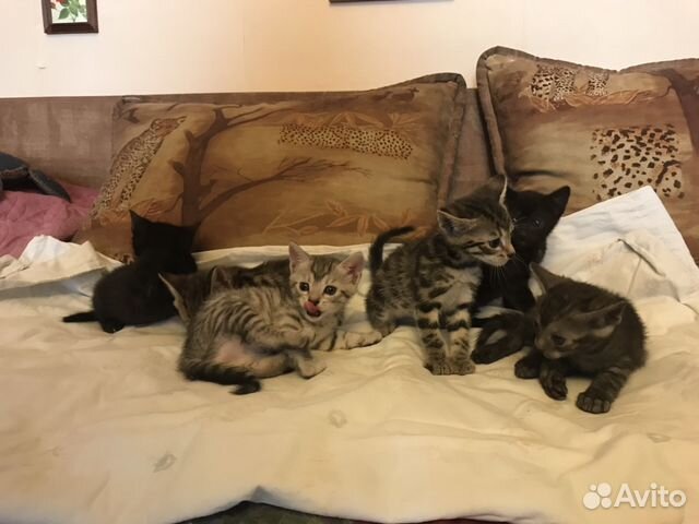 Котята бенгалы (метисы)