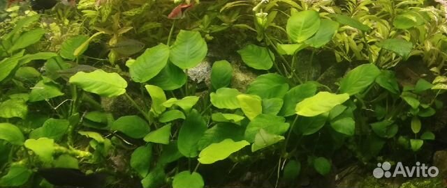 Анубиас бартери нана