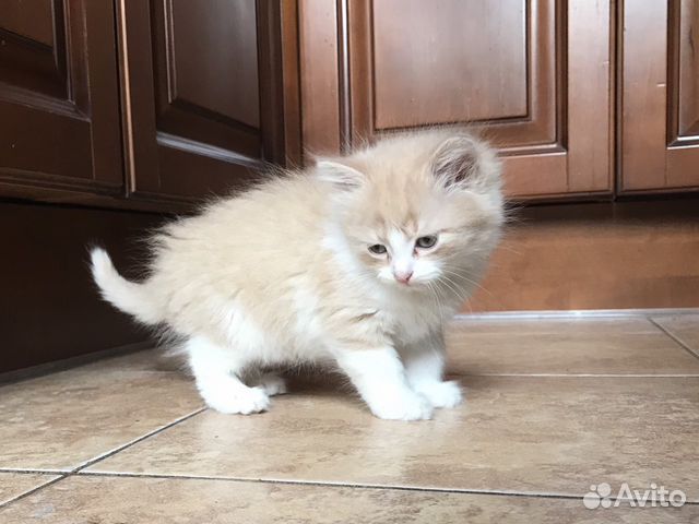 Котенок женского пола