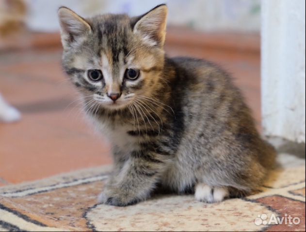 Красивый котёнок