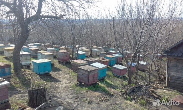 Продажа пчел