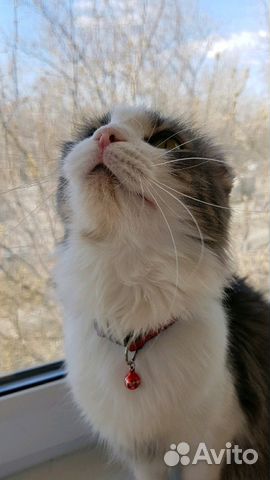 Кошечка Ася ищет хозяина