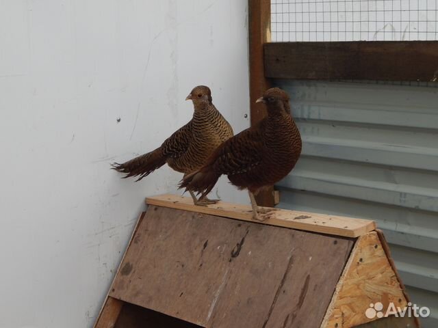 Карликовые кохинхины