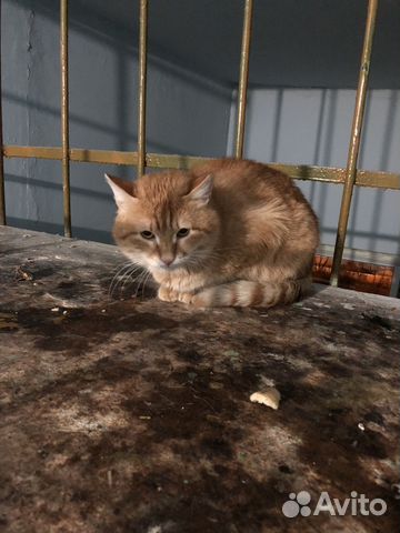 Рыжий кот