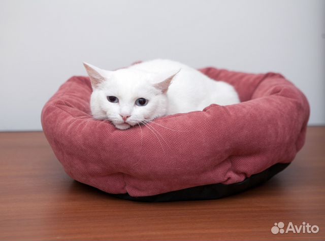Тайская кошка в дар, 1 годик