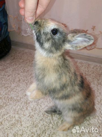 Кролик с клеткой