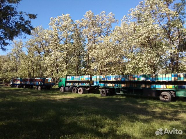 Пчелопакеты, пчелы
