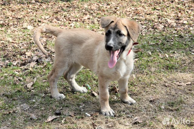 Щенок Плюшка активная веселая девочка