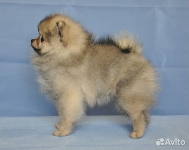 Пушистое счастье