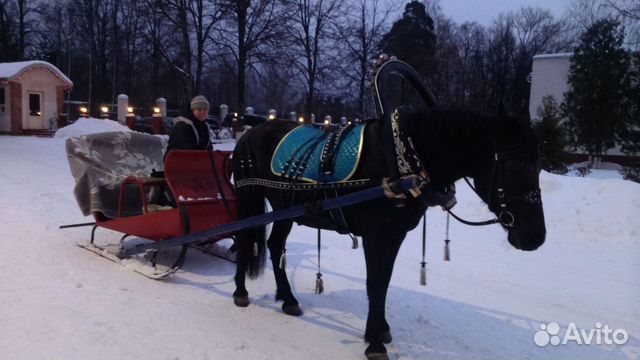 Упряжная кобыла в хорошие руки