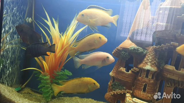 Продаются жёлтые цихлиды,7-10 см в длину