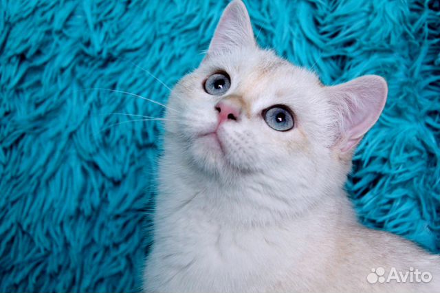 Эксклюзивчик брутал ny1133