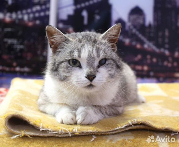 Милая кошь ищет дом