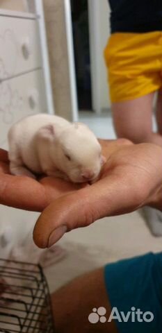 Чудесный крольчёнок