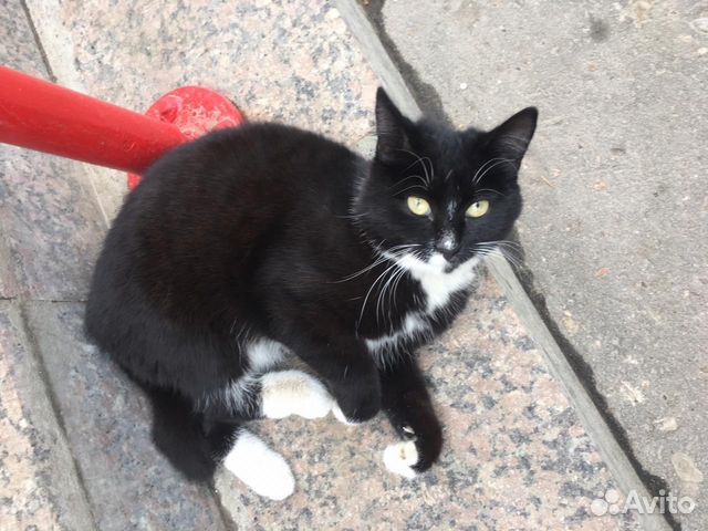 Домашнюю кошку оставили возле магазина