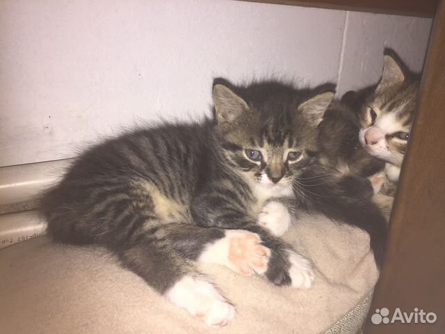 Отдам котят
