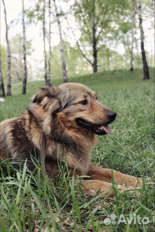 Собака в дар