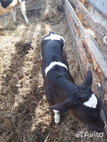 Продам бычка