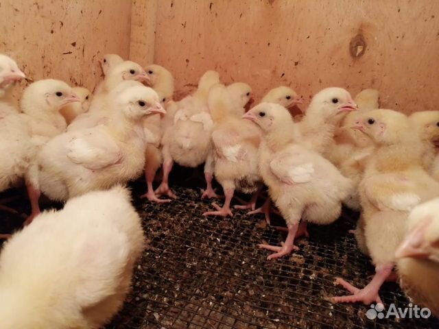Цыплята бройлеры подрощенные