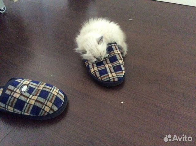Клубные невские маскарадные котики