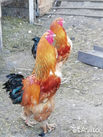 Петух Брама