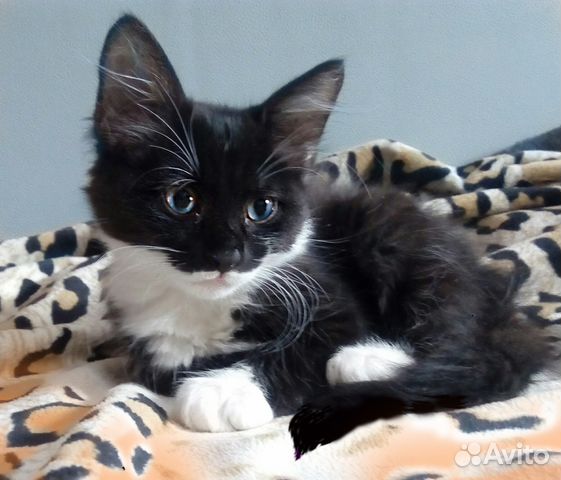 Котёнок (девочка) с домиком