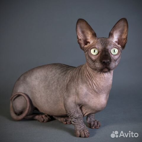 Вязка с бамбино шоколадным