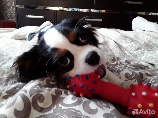 Малыш Кавалерчик