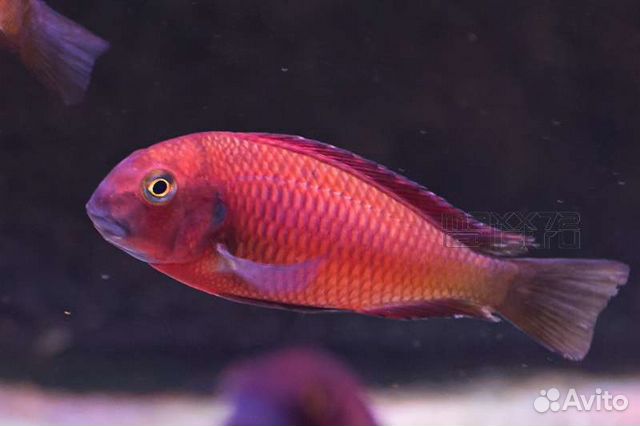 Трофеус Ндоле Ред Флуоресцент