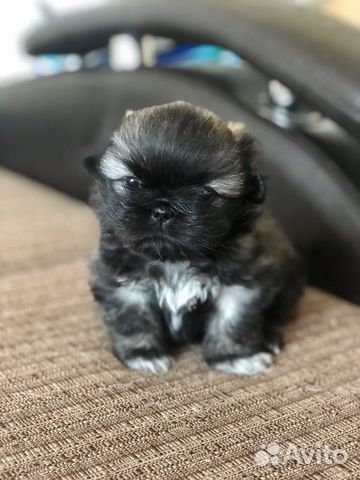 Щенок Пекинеса (Девочка) Продаю