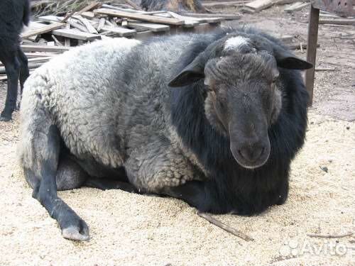 Овцы и баран Ягнята ярачки и баранчики романовские